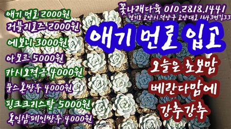 오늘꽃나래다육은 시작맘초보다육맘베란다 다육맘을위한최저가 다육이소개합니다2천원 애기먼로4천원문스톤쌍두5천원 다육이왕창소개해요꽃나래다육01028181441유료