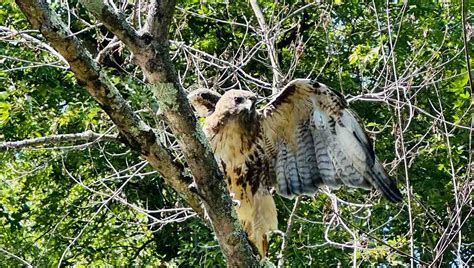 Photo Of The Week Red Tailed Hawk Burlington Access Tv