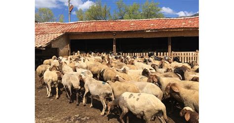 Животовъди финализирайте заявленията си в СЕУ за хуманно отношение към животните Български Фермер
