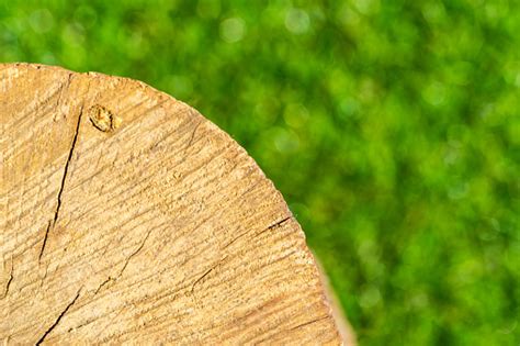 녹색 잔디 배경 아래에서 위에서 본 나무 줄기 부분을 잘라 0명에 대한 스톡 사진 및 기타 이미지 0명 가을 갈색 Istock