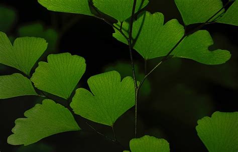 Avenca Conheça Suas Características E Benefícios