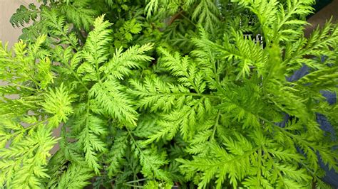 Researchers Unlock Sweet Annie S Cancer Fighting Potential