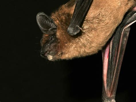 Bat Echolocation