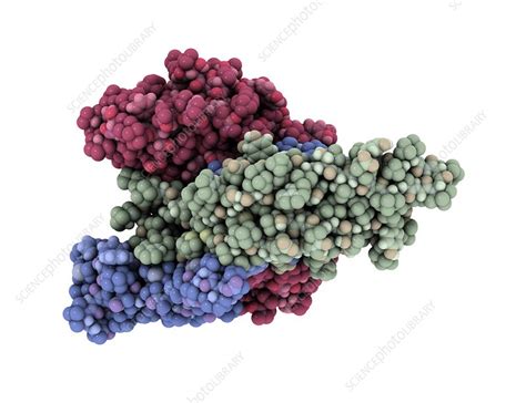Thyroid Stimulating Hormone Molecule Stock Image C003 3129 Science Photo Library