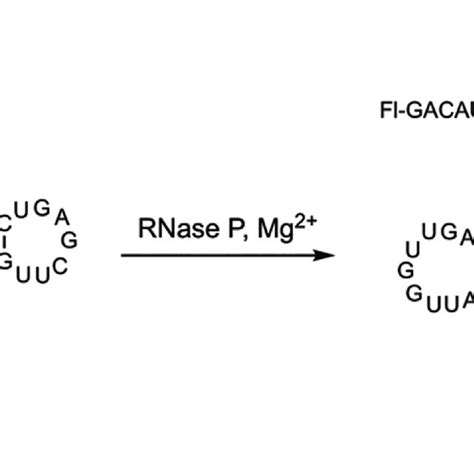 Fluorescence Polarization Fp Assay To Measure Rnase P Activity