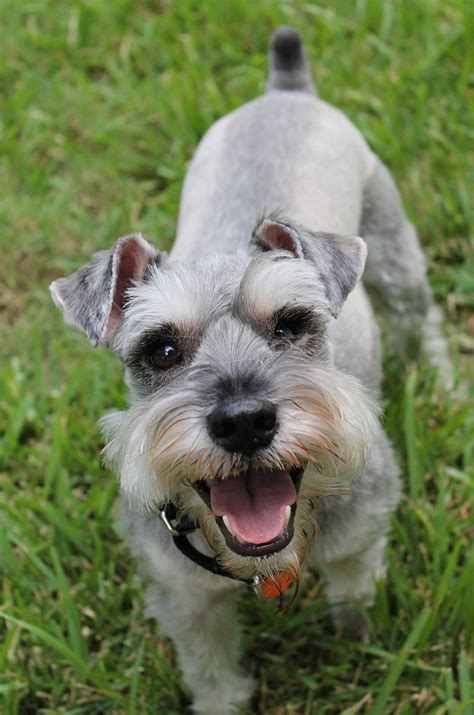 The Miniature Schnauzer Dog Breeds Pros And Cons