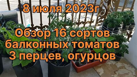 08.07.23. Балконные томаты, 16 сортов. Обзор.3 сорта Балконных перцев ...
