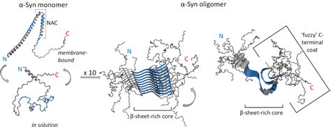 Figure 1 From Alpha Synuclein Aggregation Pathway In Parkinsons