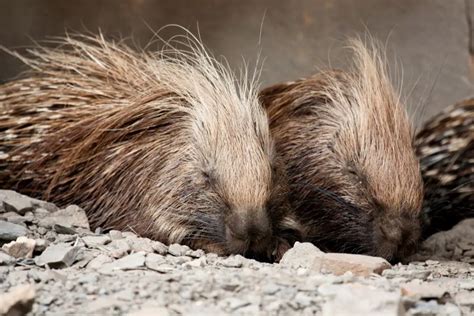 Do Porcupines Hibernate Why How Long Where Naturenibble