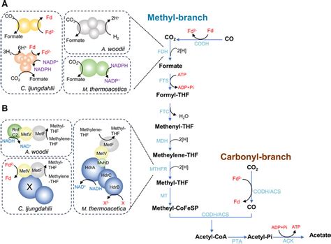 Frontiers Engineered Acetogenic Bacteria As Microbial Cell Factory