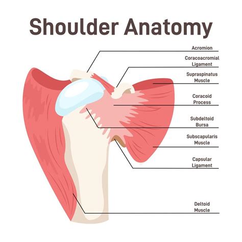 Shoulder Muscles Anatomy Labeled