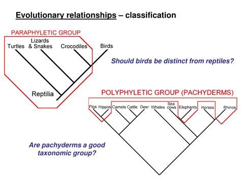 Ppt Evolutionary Relationships Classification Powerpoint Presentation Id 726638