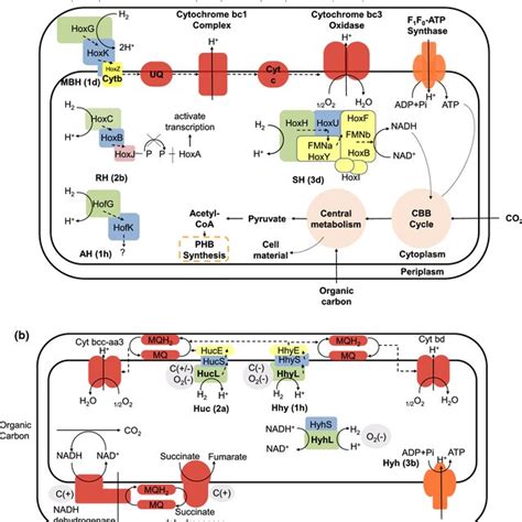 Metabolic Processes In A Cupriavidus Necator B Mycobacterium