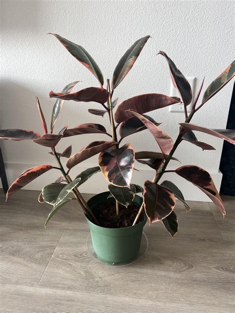 Tips For A First Time Owner Of A Ficus Elastica Ruby R Houseplants
