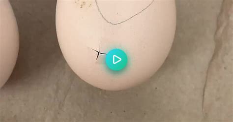 Hatching Chicks Album On Imgur