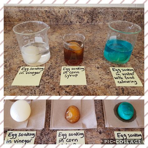 Egg In Vinegar Osmosis