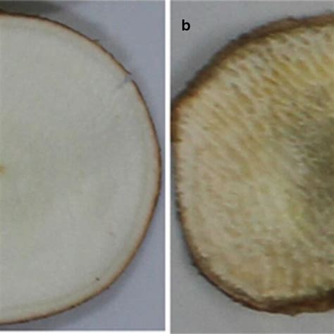 Cassava Roots Showing Progression Of Ppd A Freshly Harvested Cassava