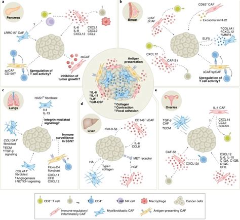 John Gordon On Linkedin Immunotherapy Fibroblasts Tumours