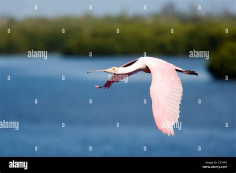 Roseate Spoonbill In Flight J N Ding Darling National Wildlife