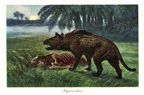 Greetings Card Of Hyaenodon Extinct Genus Of Carnivorous Mammals