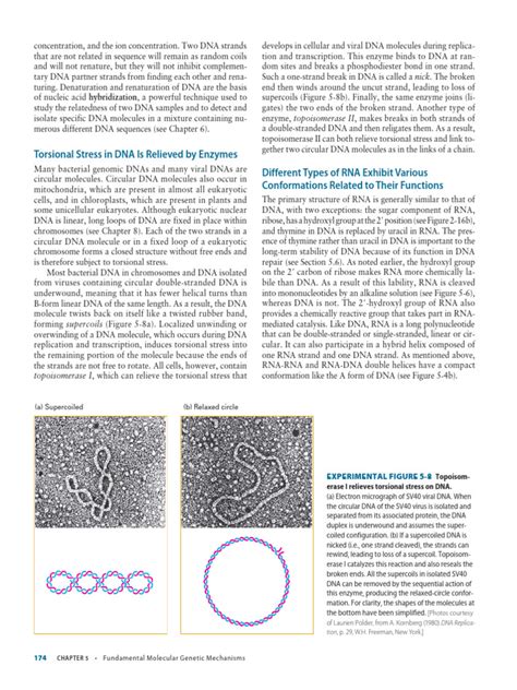 Transcription Of Protein Coding Genes Pdf Rna Dna