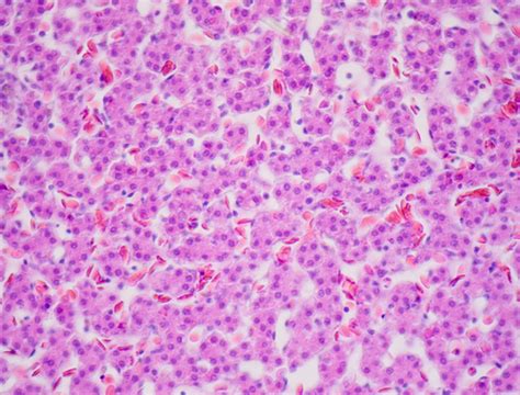 Difference Between Cytology And Histology Difference Between