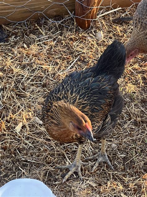 What Breed Are These Two Chickens From Tsc Rchickens