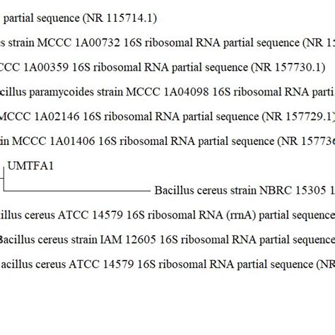 Neighbor Joining Phylogenetic Tree Of A Staphylococcus Kloosii Strain Download Scientific