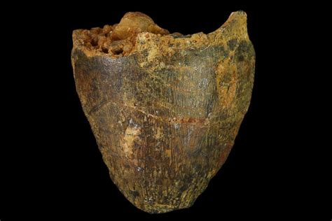67 Cretaceous Fossil Crocodile Tooth Morocco 140576 For Sale