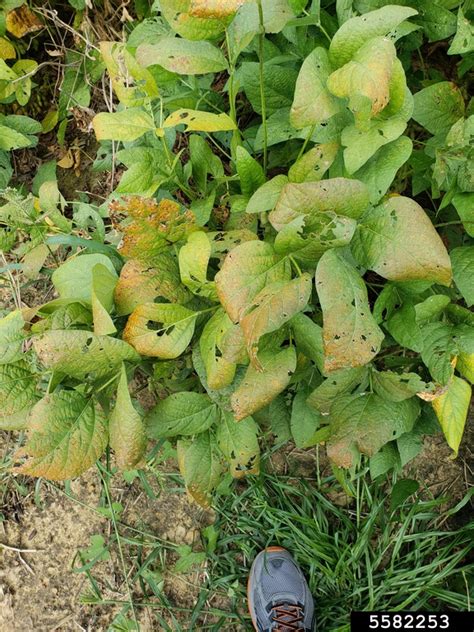 Cercospora Fungi Genus Cercospora Fresen