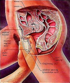 Sexual Anatomy Pics XHamster