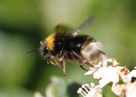 Four Coloured Cuckoo Bee Naturespot