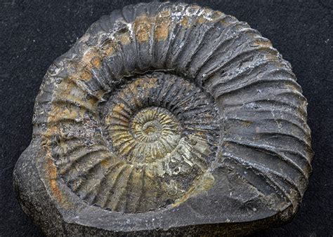 Ammonites Profile The Extinct Marine Mollusk Ocean Info