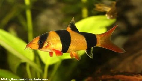 Ikan Botia Jenis Dan Panduan Perawatan Ikanpedia
