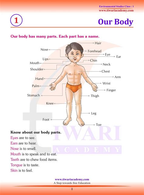 Ncert Solutions For Class 1 Evs Chapter 1 Our Body