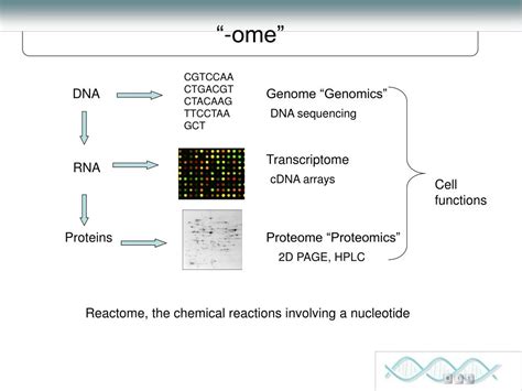 PPT Proteomics Bioinformatics PowerPoint Presentation ID