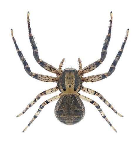 Xysticus Bugguide Net