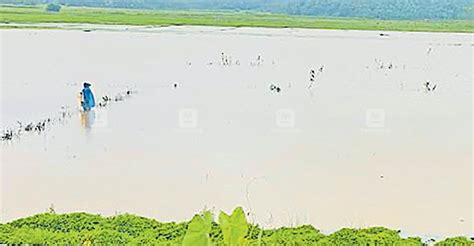 24 മണിക്കൂറിനിടെ വയനാട്ടിൽ പെയ്തത് 90 15 മില്ലിമീറ്റർ മഴ Wayanad Rain