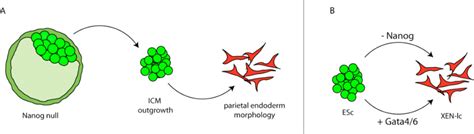 Induction Of Primitive Endoderm By Genetic Manipulation A Icms Of