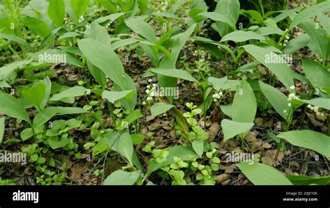 Slow Motion Flowers Of Lily Of The Valley Delicate Fragrant Flower Bloomed Convallaria