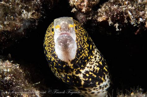 Morays And Eels In The Andaman Sea Diving Liveaboard In Thailand And Myanmar