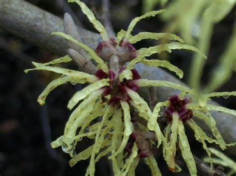 Free Stock Photo Of Tree Budding Download Free Images And Free Illustrations