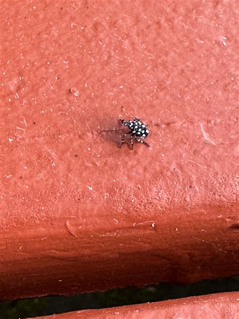 Found A Black Bug With White Dots And Six Legs R Bugidentification