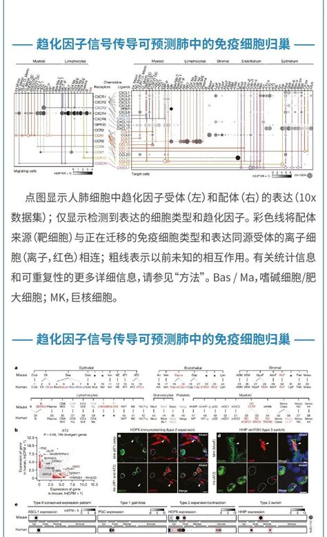10x Genomics文献解读：利用单细胞转录组绘制人类肺细胞图谱 Nature