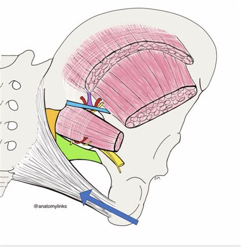 Sacrotuberous Ligament Stl Dr Justin Dean