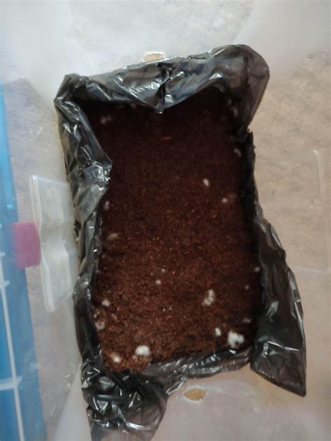 [actives] Why My Substrate Is Colonizing So Slow Ive Made My Bulk Like 2 Weeks Ago And Still