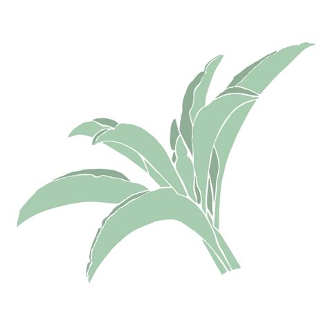 White Sage Gabrieleno 2024