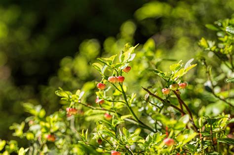 유럽 야생 블루베리 또는 Vaccinum Myrtillus에 숨어 꽃 나뭇잎 매크로 황혼의 숲에서 0명에 대한 스톡 사진 및 기타 이미지 Istock