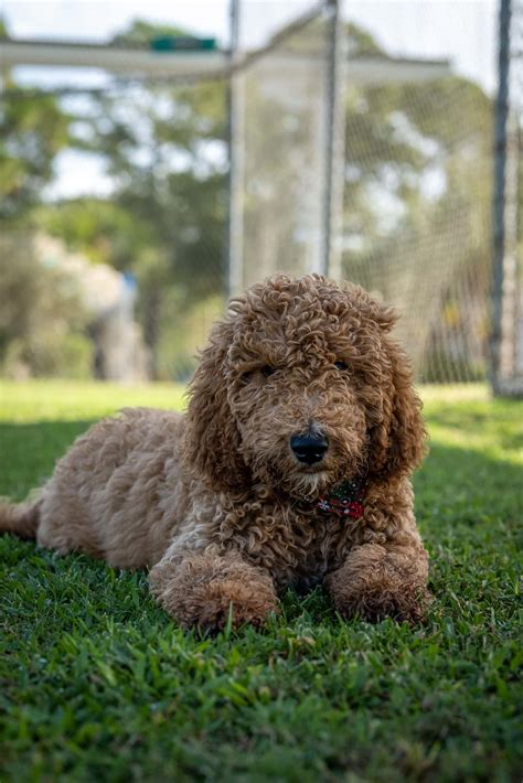 Micro Mini Goldendoodles The Ultimate Guide