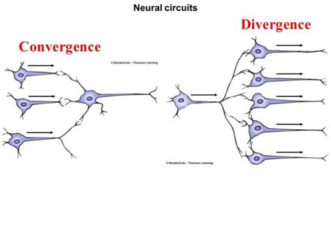 7 Neurons